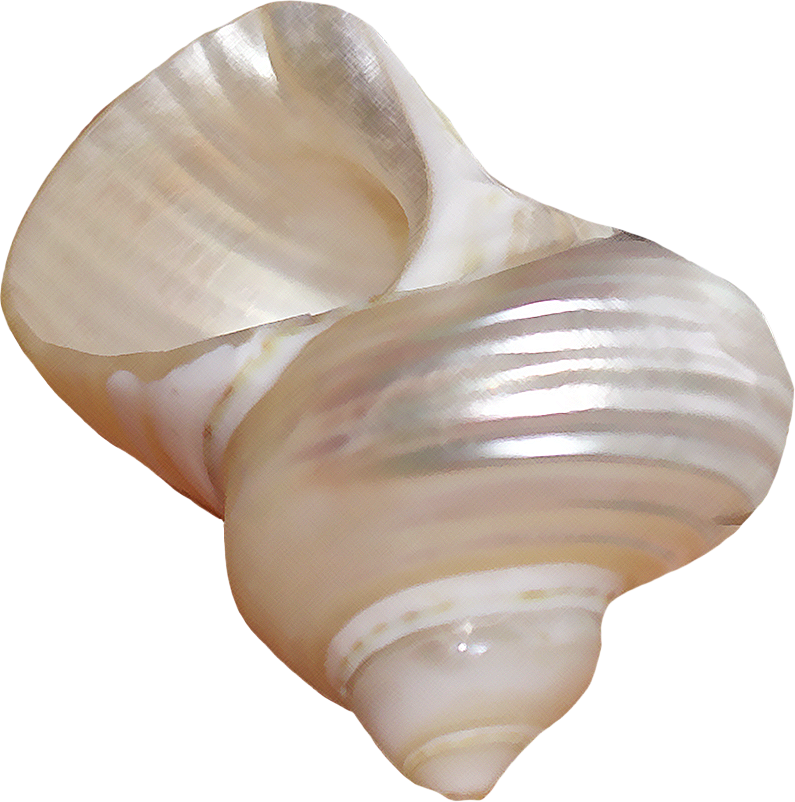 Download Sea Shell Aesthetic Tumblr White Minimalistic Pretty ...