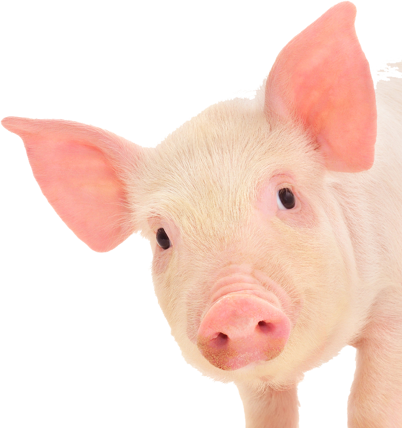 Download Pig Ears Png - Pig Face White Background - Full Size PNG Image ...
