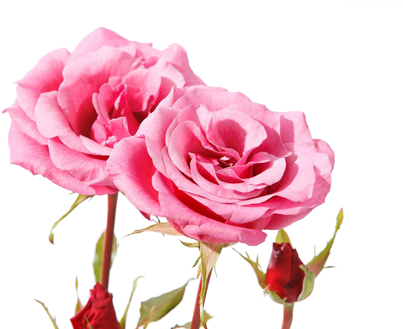 Download Beautiful Pink Roses - Rose - Full Size PNG Image - PNGkit