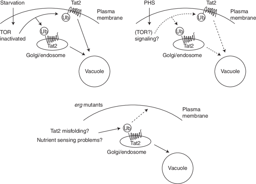 Download Regulation Of Tat2 Sorting To The Vacuole - Biological Pathway ...