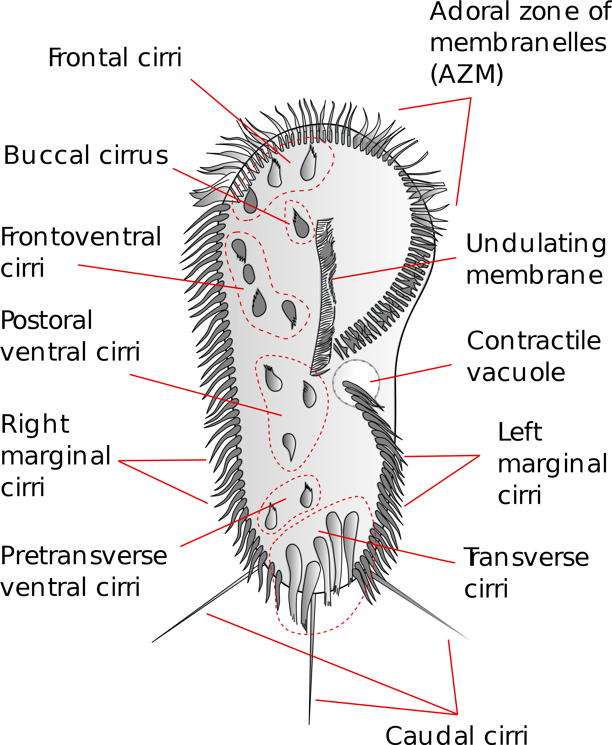 Download Transparent Hypotrich Wikipedia Rh En Wikipedia Org Difflugia ...