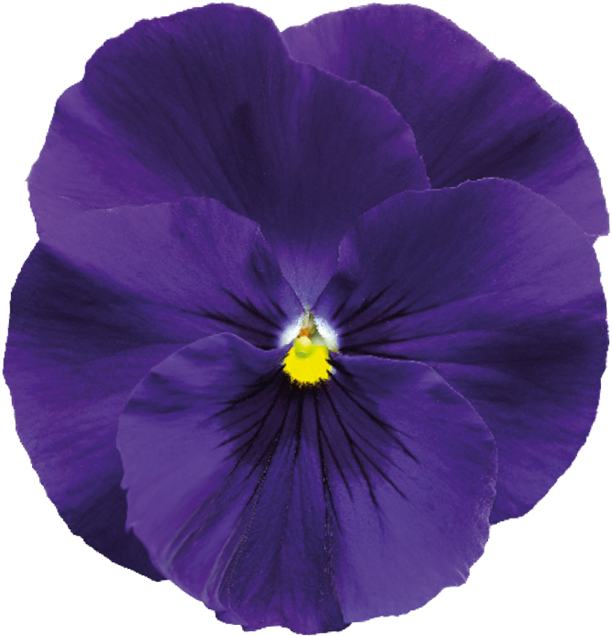 Download Delta® F1 Deep Blue - Delta Air Lines - Full Size PNG Image ...