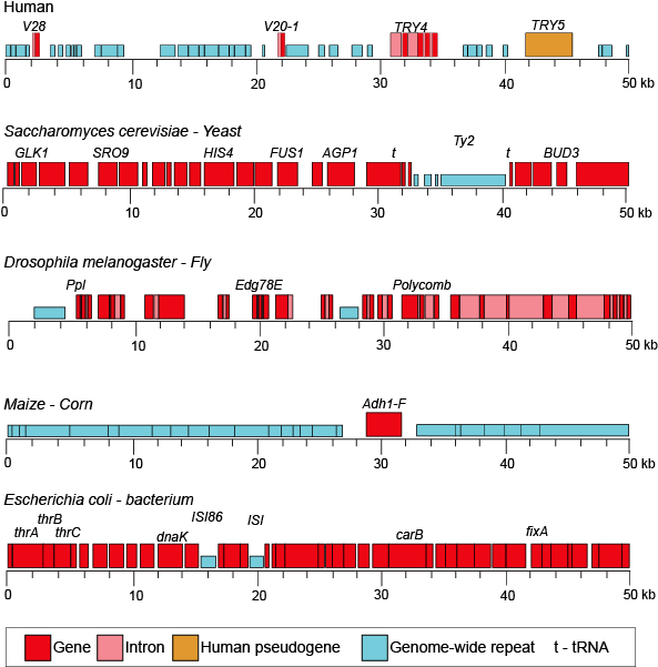 Download This Figure Shows 50 Kb Segments Of Different Genomes ...