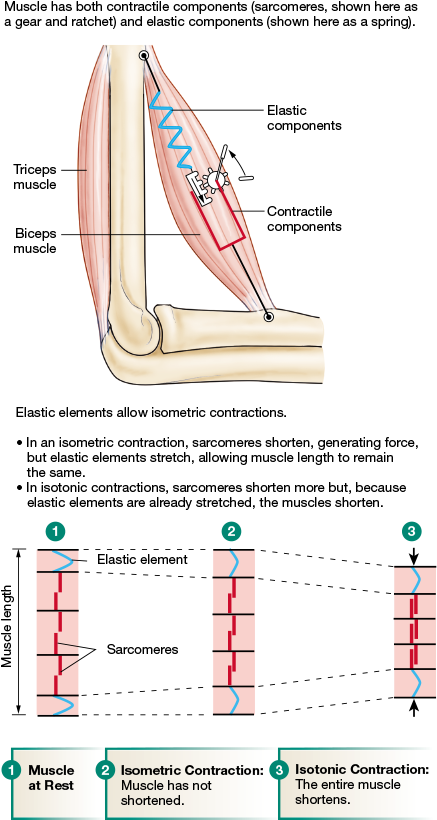 Download 19 Series Elastic Elements In Muscle - Diagram - Full Size PNG Image - PNGkit
