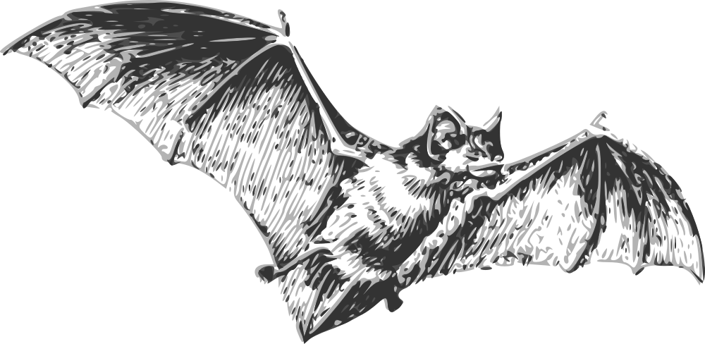 Download Bat - Black And White Bat - Full Size PNG Image - PNGkit