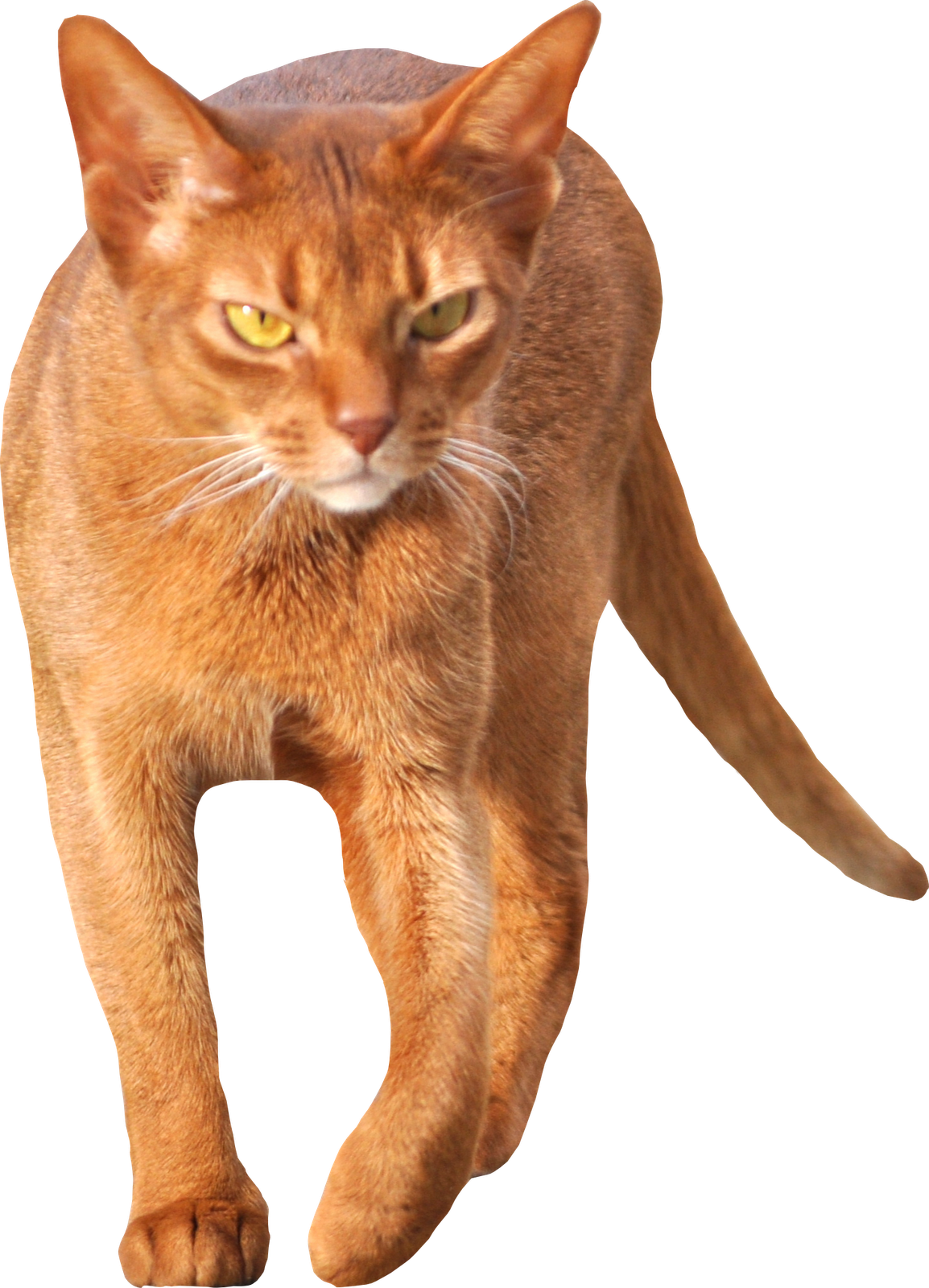 Download Tabby Cat Clipart Transparent - Cat Walking Transparent - Full ...