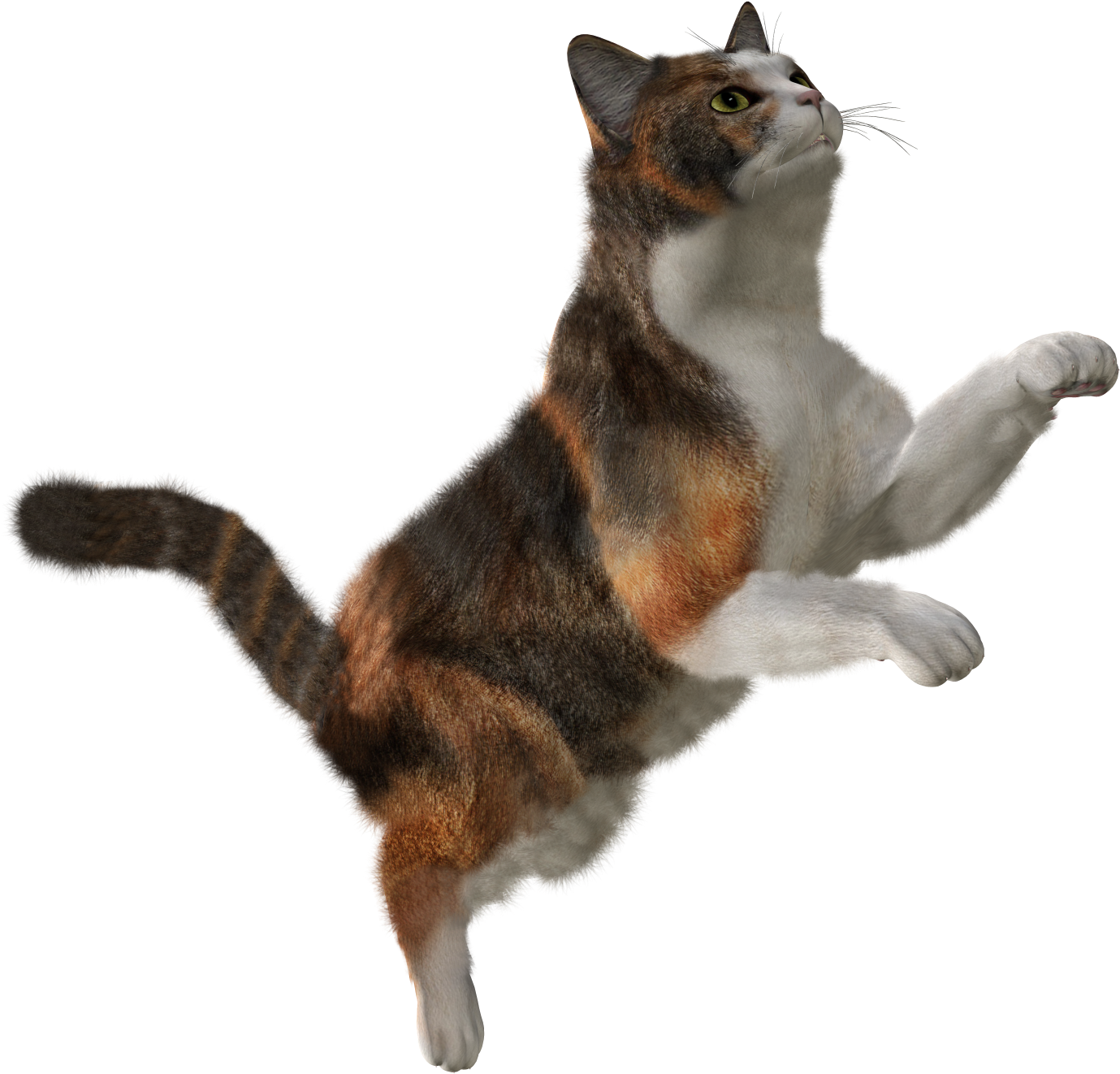 Download Cat Forty-one - Flying Cat Png - Full Size PNG Image - PNGkit