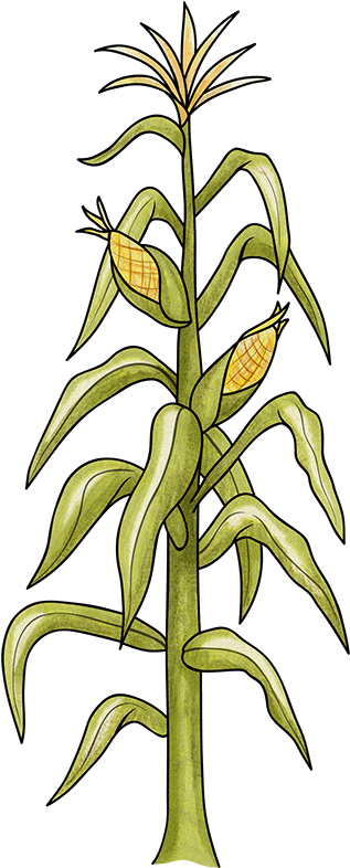 Download Cornstalk1 - Full Size PNG Image - PNGkit