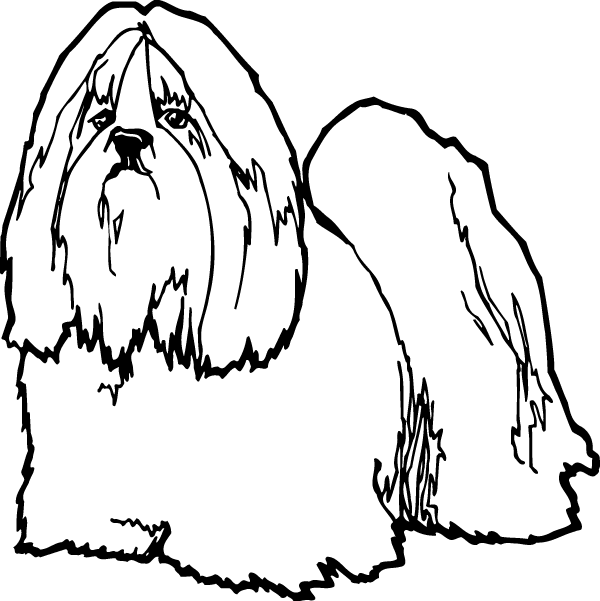 Download Lhasa Apso - Full Size PNG Image - PNGkit