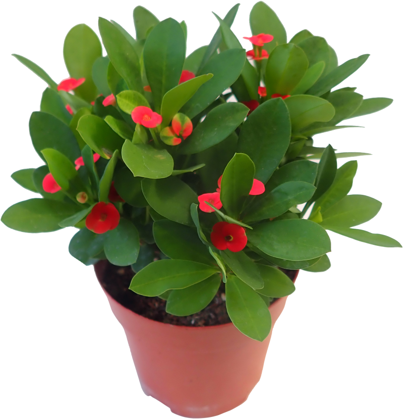 Download Crown Of Thorns Plant Png Graphic Library Download - Portable ...