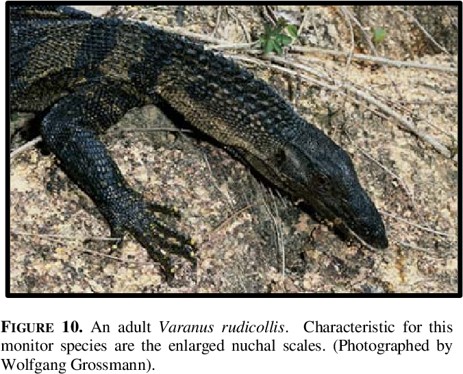 Download A Juvenile Of Varanus Rudicollis At A Reptile Trader ...