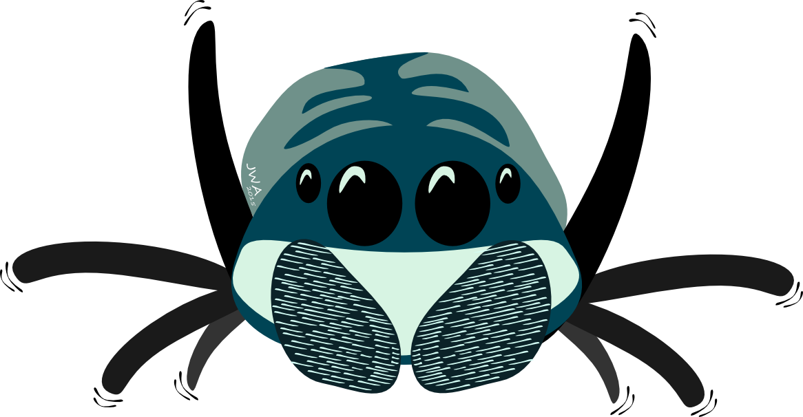 Download Cartoon Jumping Spider - Full Size PNG Image - PNGkit