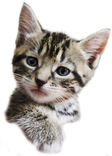 Download Kittens Transparent Background Vector Black And White ...