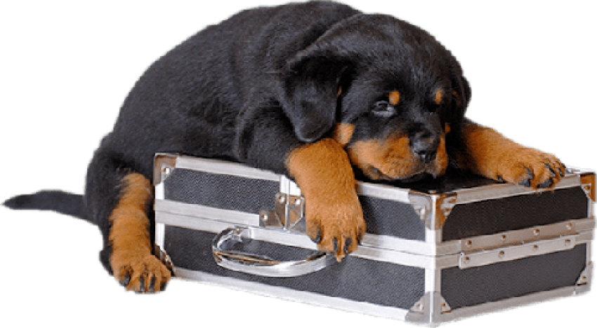 Download Black Puppy With Case Png - Puppy Ruth Wheeler Dog - Full Size ...