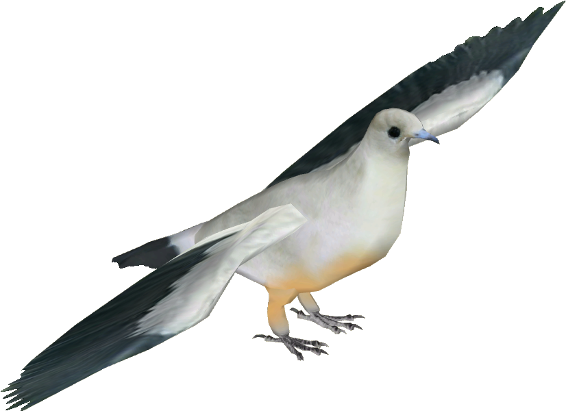 Download Pied Imperial Pigeon - Full Size PNG Image - PNGkit