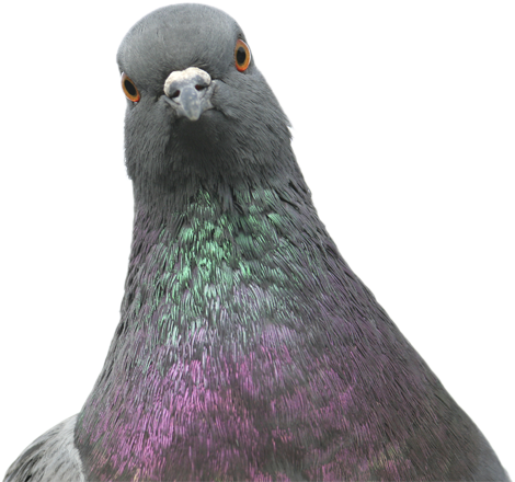 Download Post - Gif Pigeon - Full Size PNG Image - PNGkit