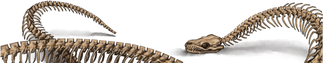 Download Snake Skeleton Png - Full Size PNG Image - PNGkit