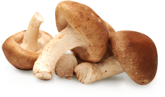 Download Shiitake Mushroom 01 - Shiitake Mushroom Png - Full Size PNG ...