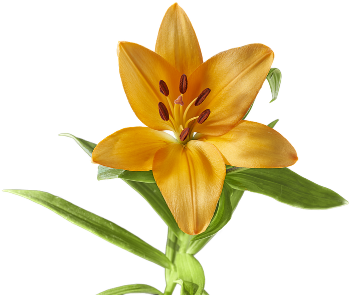 Download Lily, Flower, Yellow, Blossom, Bloom, Blossomed, Plant - Hình ...