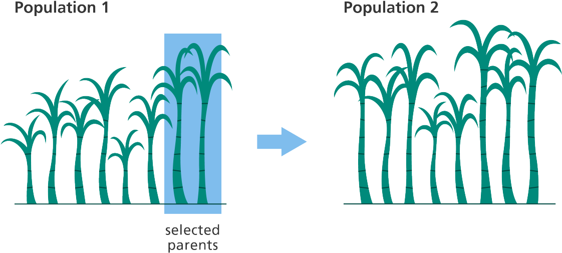 Download A Graphic Depicting The Process Of Selectively Breeding - Does ...