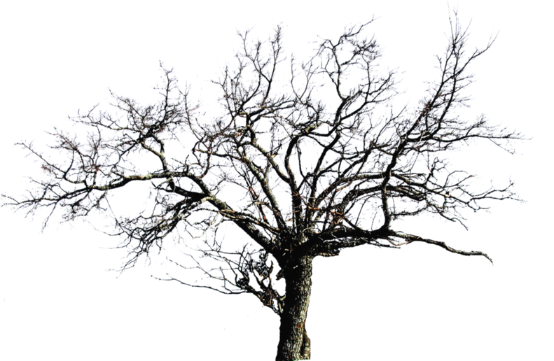 Download Share This Image - Transparent White Tree Png - Full Size PNG ...