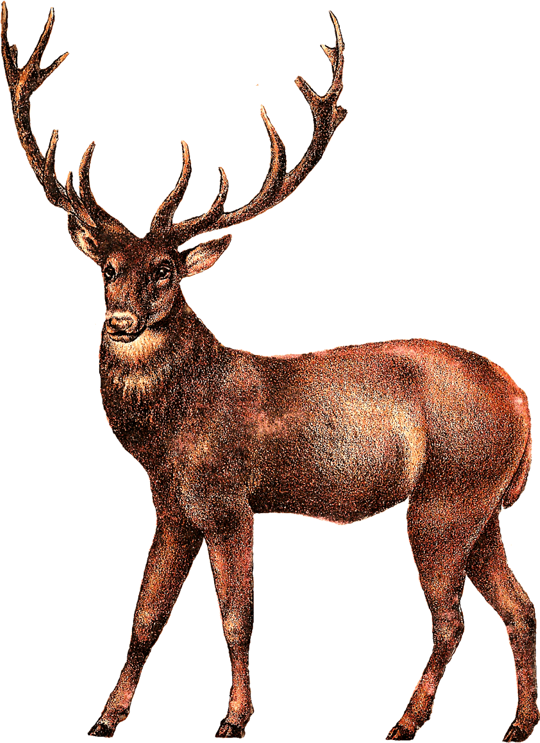 Download Deer Transparent Png Images - Deer Transparent - Full Size PNG ...