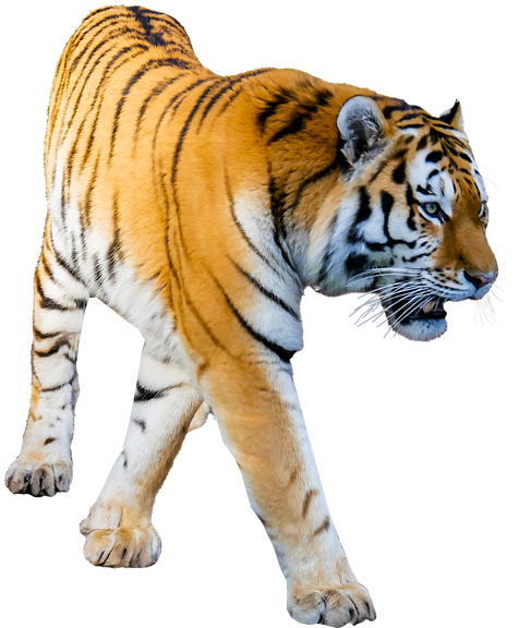Download Tiger Prowling No Background Image Tiger Png Image ...