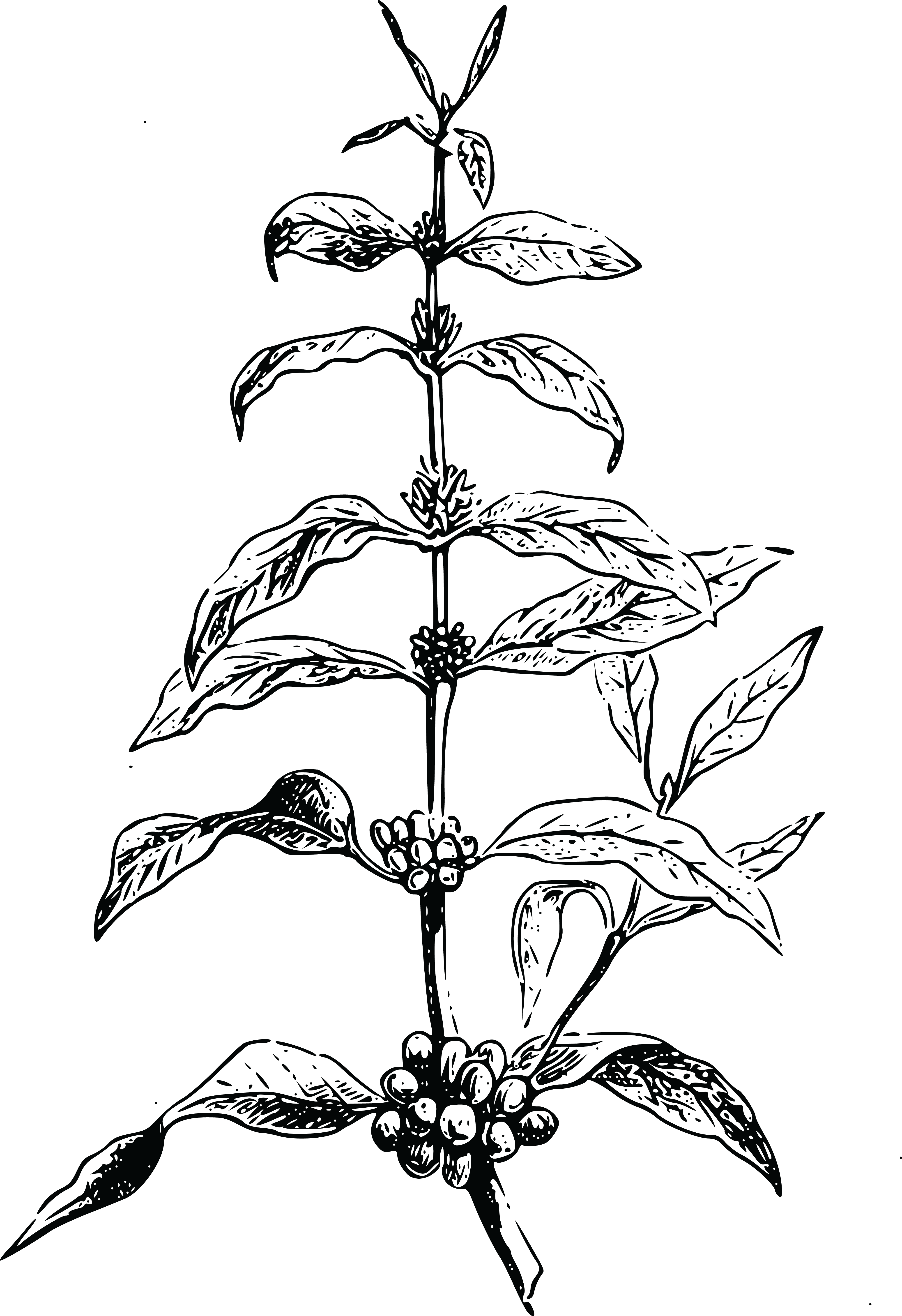 Download Free Of A Bean Plant - Coffee Beans Illustration Png - Full ...
