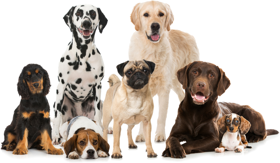 Download Group Of Dogs Png - Full Size PNG Image - PNGkit