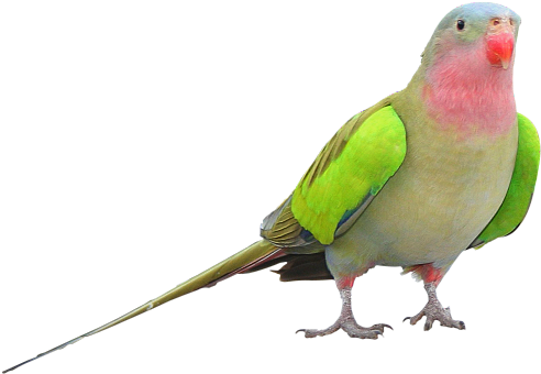 Download Free Icons Png - Princess Parrot - Full Size PNG Image - PNGkit