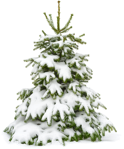 Download Transparent Snow Tree Png - Trees With Snow Png - Full Size ...