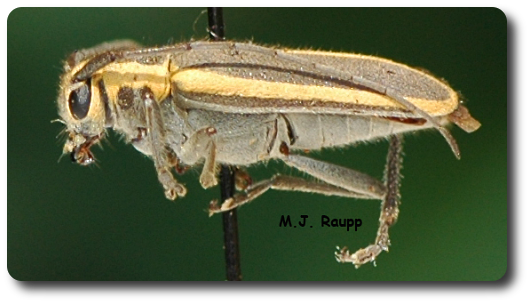 Download The Beautiful Red-edged Saperda, A Longhorned Beetle ...