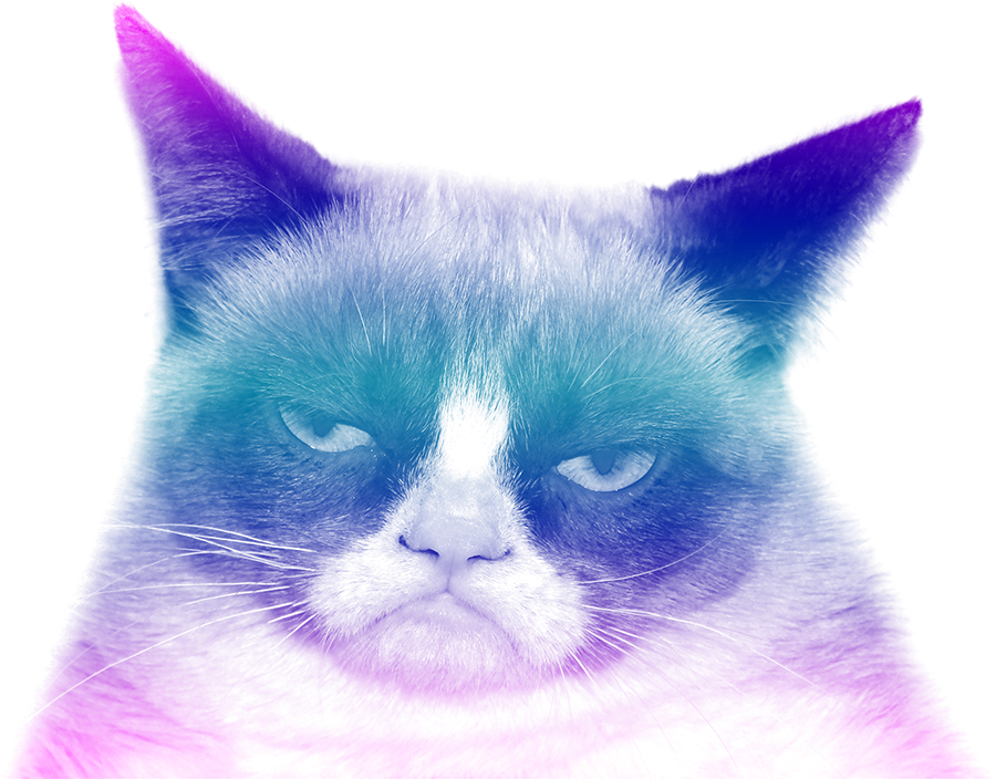 Download Grumpy Cat Transparent Background - Full Size PNG Image - PNGkit