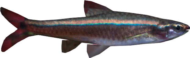 Download White Cloud Mountain Minnow - Wiki - Full Size PNG Image - PNGkit
