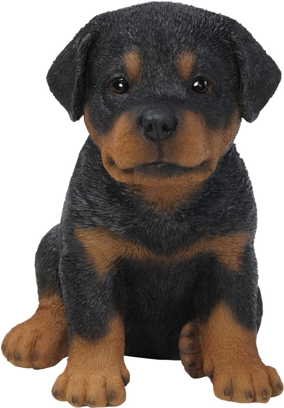 Download Pet Pal Rottweiler Puppy - Rottweiler Puppy Transparent - Full ...