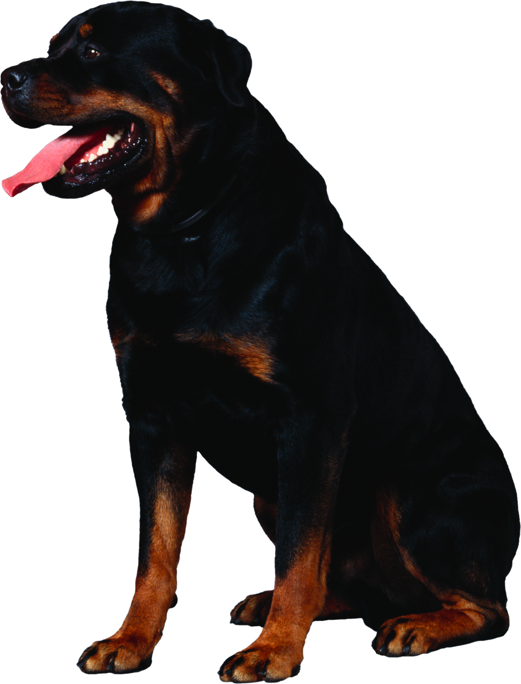 Download Rottweiler Png - Full Size PNG Image - PNGkit