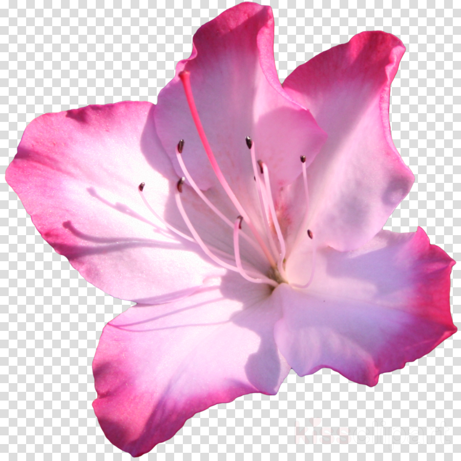 Download Azalea Flower Transparent Clipart Azalea Pink Flowers - Azalea ...