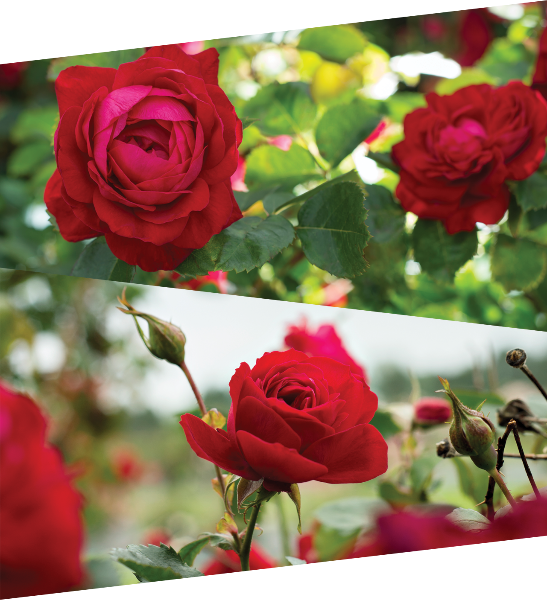 Download Canadian Shield - Canadian Shield Rose - Full Size PNG Image ...