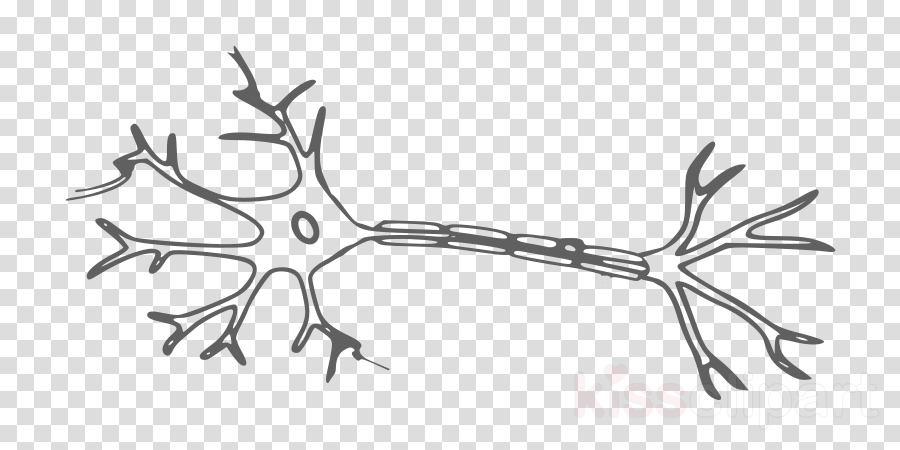 Download Neurofilament Light Chain Clipart Neurofilament Neuron - Blank ...