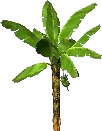 Download 3d Trees - Banana - Mata De Guineo Png - Full Size PNG Image ...