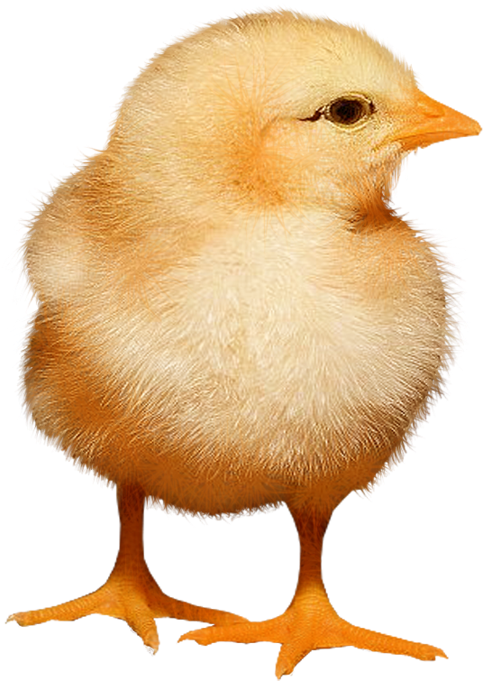Download Baby Chickens Png Images For Create Picture - Portable Network ...