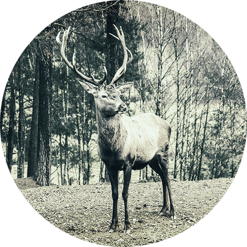 Download Deer2 - Male - Full Size PNG Image - PNGkit