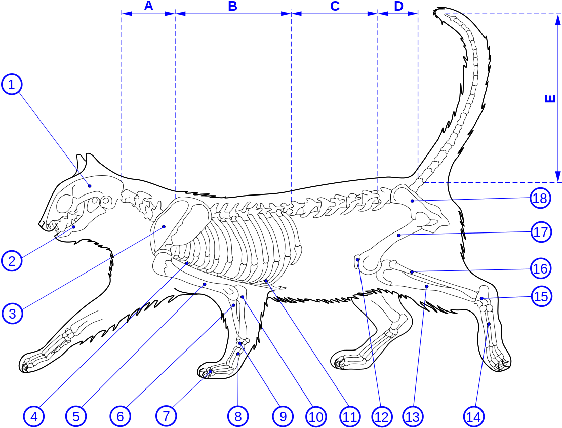 Download Skeleton Of A Cat Diagram Ver - Cat Anatomy Bones - Full Size ...