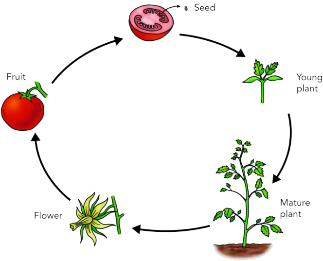 Download Nonprofit Lifecycle - Tomato Life Cycle - Full Size PNG Image ...