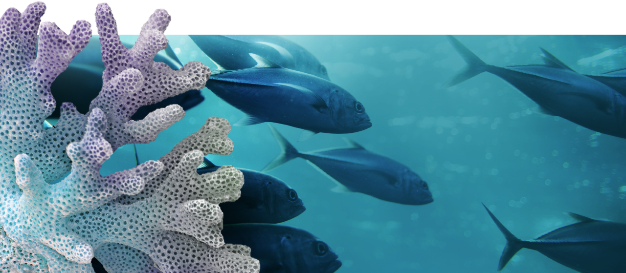 Download Fishing Responsibly - Fast Fish - Full Size PNG Image - PNGkit