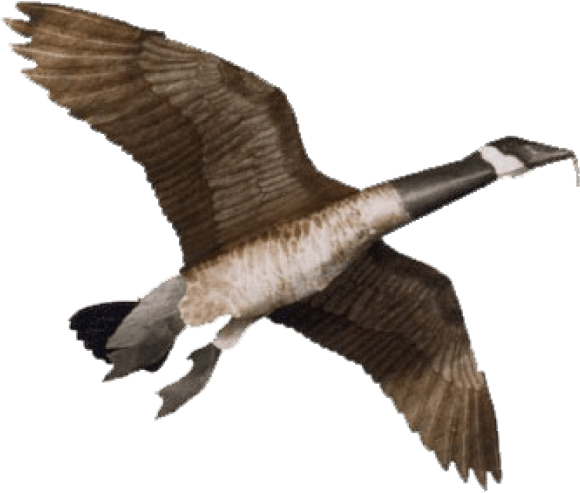 Download Free Png Goose Png Images Transparent - Full Size PNG Image ...