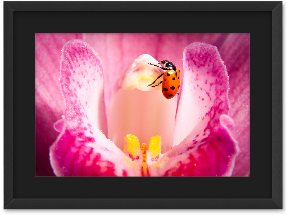Download Lady Bug & The Orchid Print With Mat In Rustic Frame ...