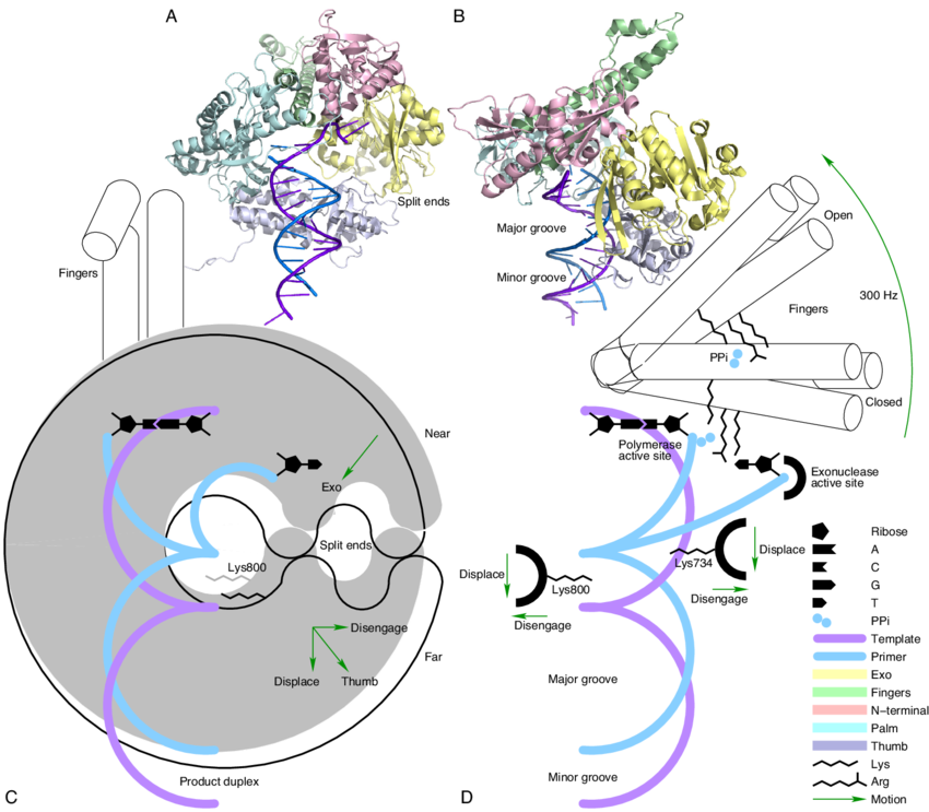 Download Dna Double Helix Is Drawn As Intertwined Arcs As Viewed - Full ...