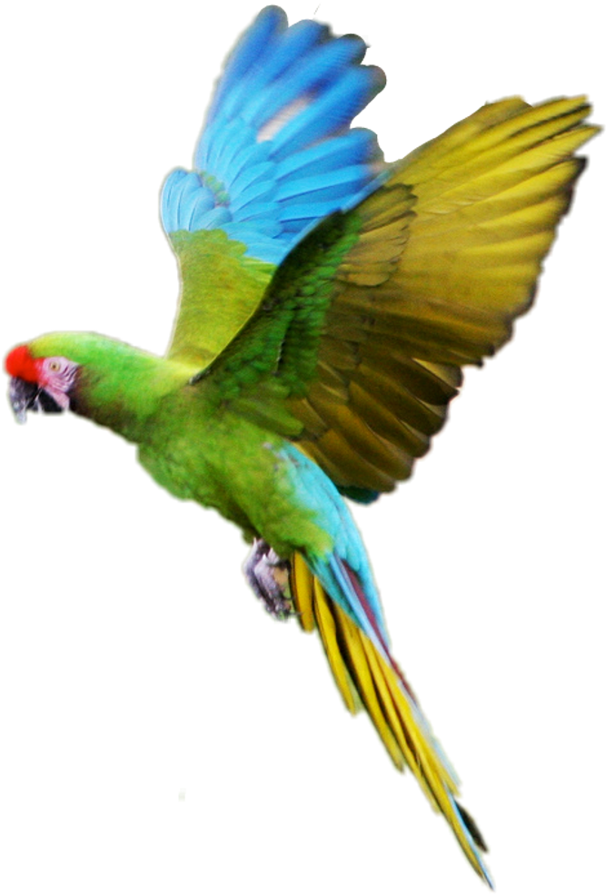 Download Parrot - Full Size PNG Image - PNGkit