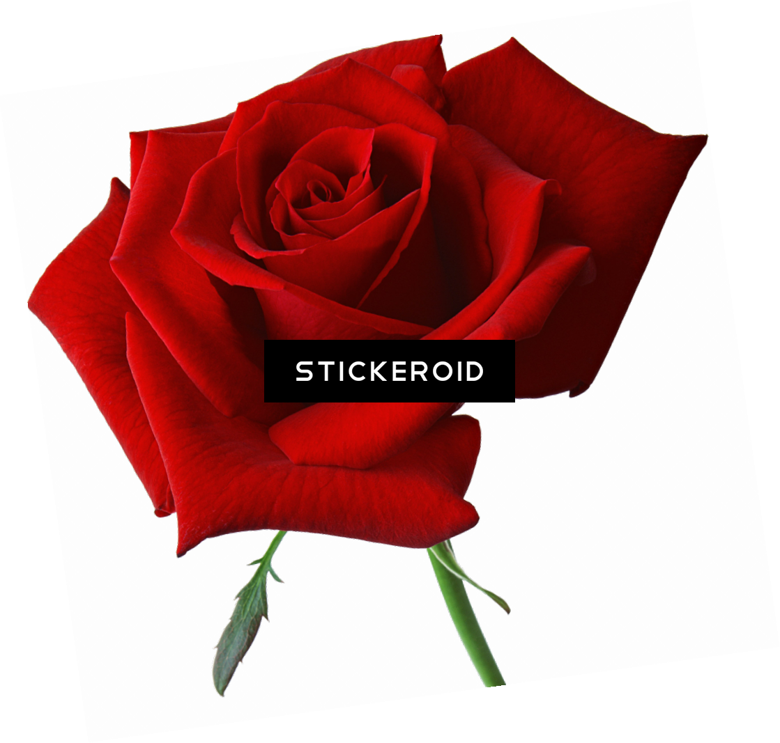 Download Rose Роза - Imagen De Rosas Rojas Animadas - Full Size PNG ...